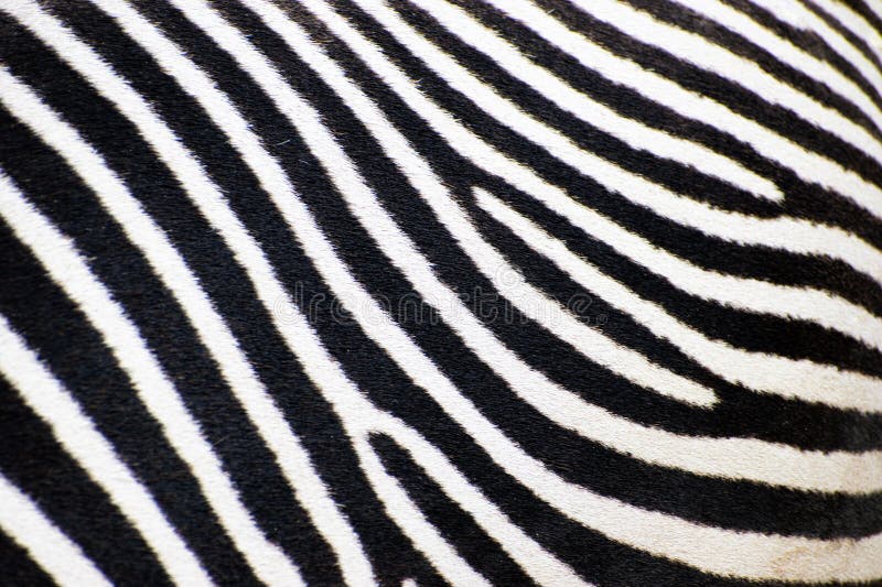 Close-up of a Zebra with Its Unique Black and White Striped Coat ...