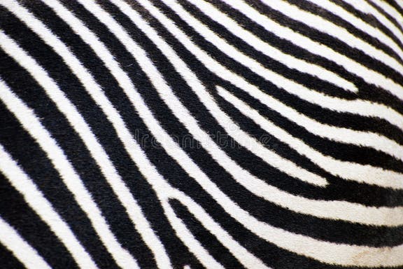 Close-up of a Zebra with Its Unique Black and White Striped Coat ...