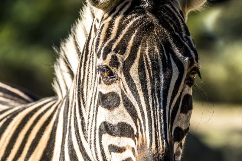 Close up of a zebra stock photo. Image of hair, animal - 110704738