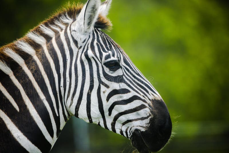Close Up of a Zebra Profile of Head Stock Image - Image of snout ...