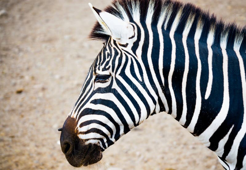 Close up of a zebra`s head stock image. Image of daytime - 99259979