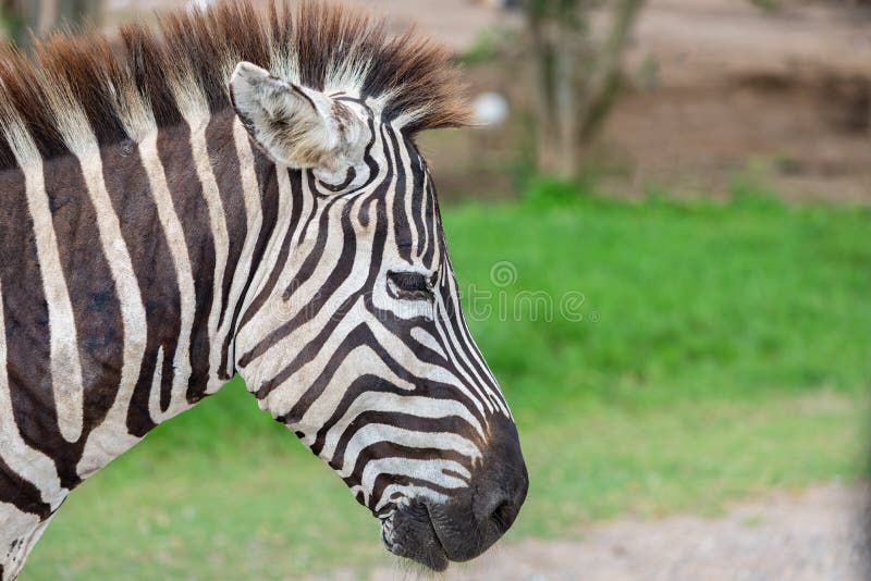Close up zebra`s head stock photo. Image of desert, natural - 125203436