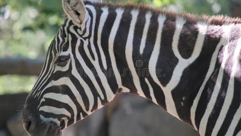 A Close Up of a Zebra, Showcasing Its Unique and Beautiful Black and ...