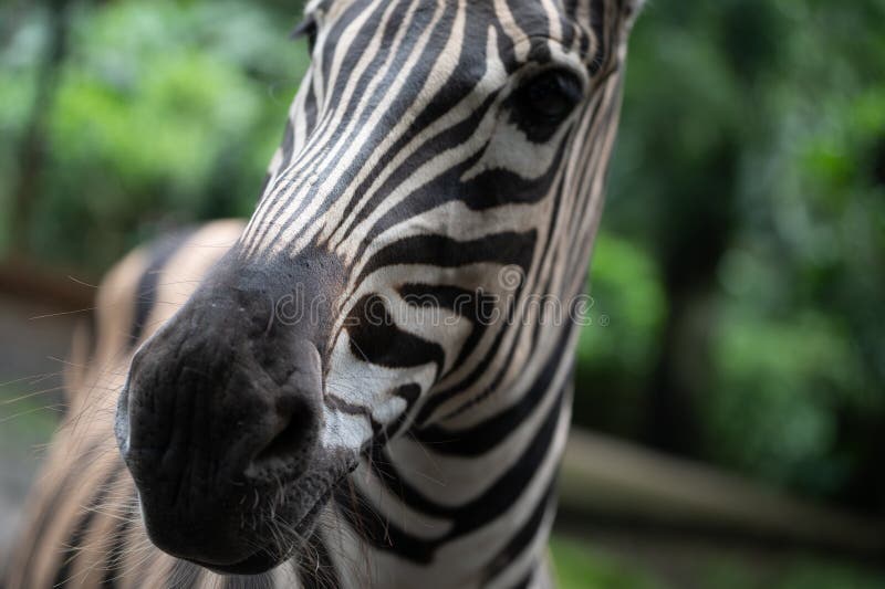 Close-Up of Zebra Showing Stripes and Mane Stock Photo - Image of face ...