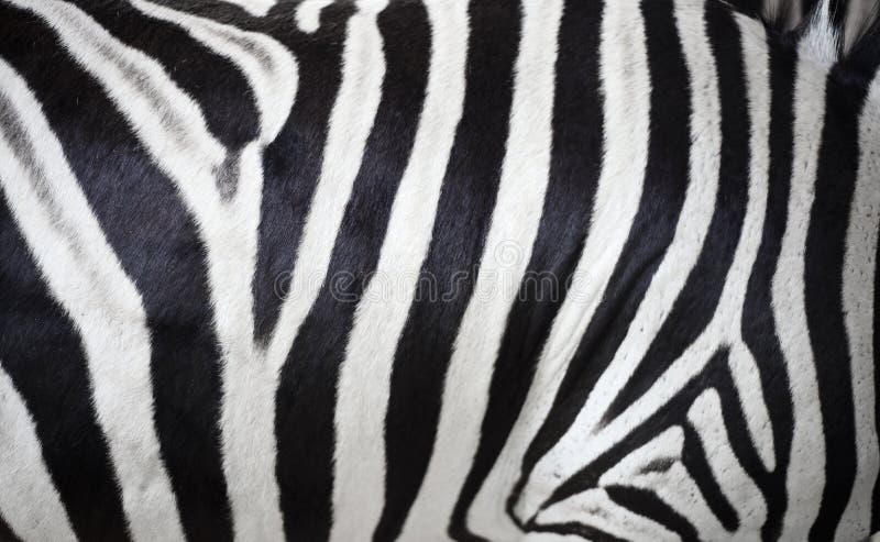 Close Up Zebra Skin Texture Stock Image - Image of abstract, decoration ...