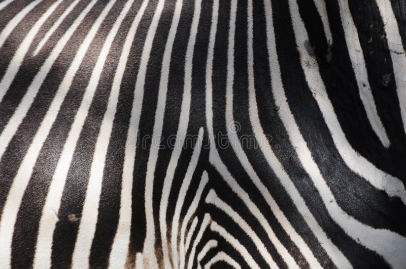 Close-up of Zebra Stripes Creating an Abstract Pattern of Black and ...