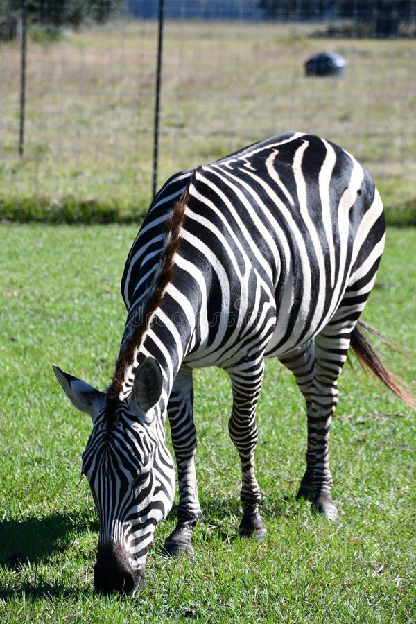 A Zebra in a Zoo stock image. Image of reserve, savanna - 266066301