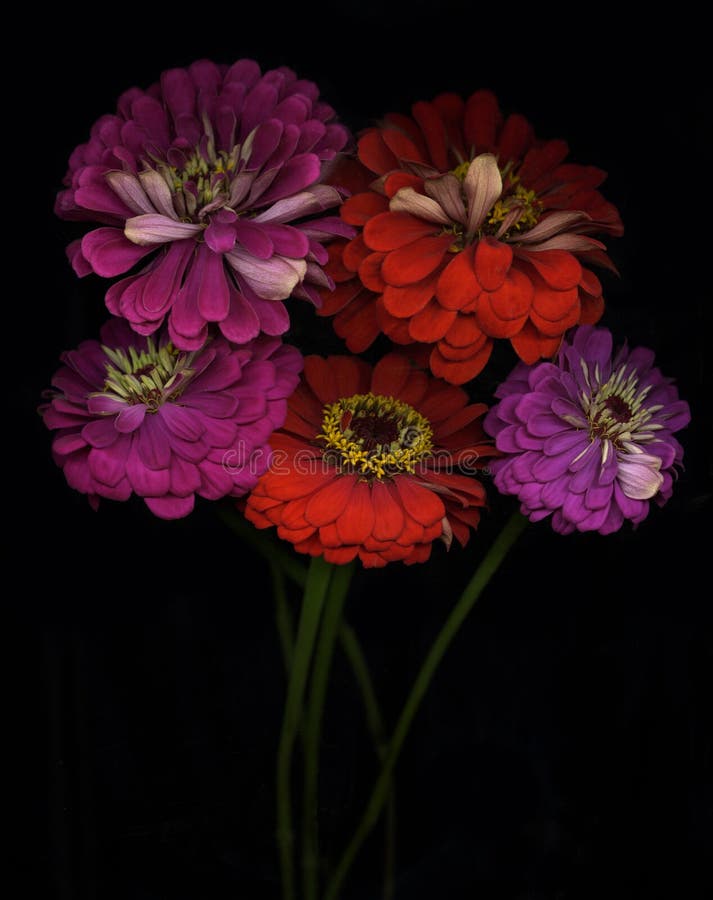 Close-up of Zinnia Flowers Studio Show Stock Photo - Image of deep ...