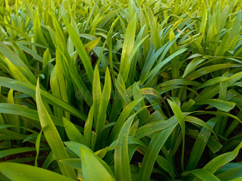 A Close-up Zoomed-in Background of Fresh, Natural Green Grass. Stock ...