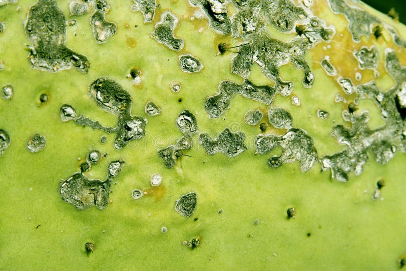 Prickly Pear Cactus Disease Nopal Close-up Stock Photo - Image of ...