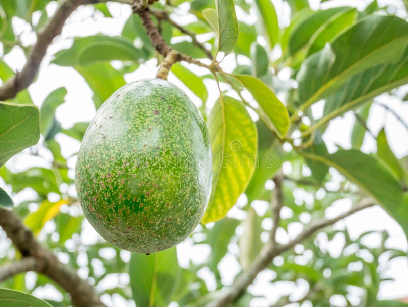 Close-upavocado op boom stock foto. Image of dieet, avocado - 98636304