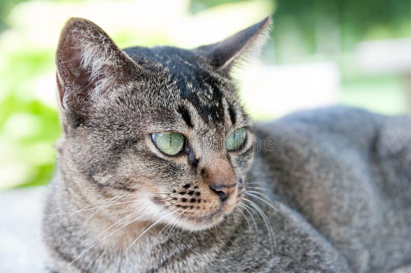 Close-upgezicht En Ogen Van Leuke Bruine Kat Stock Foto - Image of ...