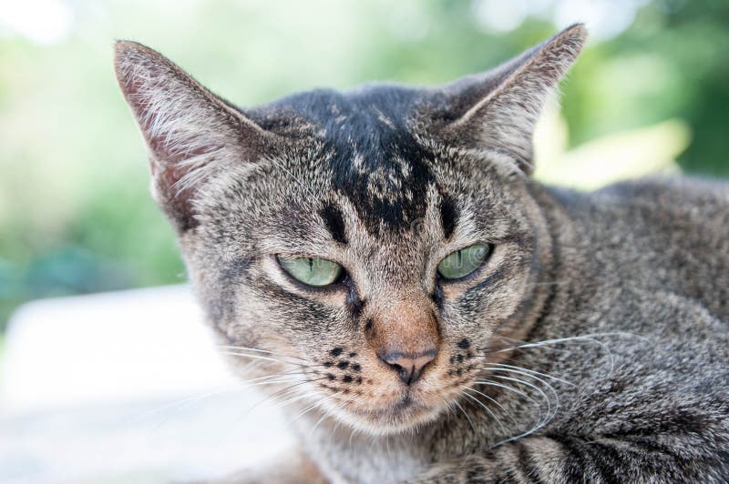 Close-upgezicht En Ogen Van Leuke Bruine Kat Stock Foto - Image of ...
