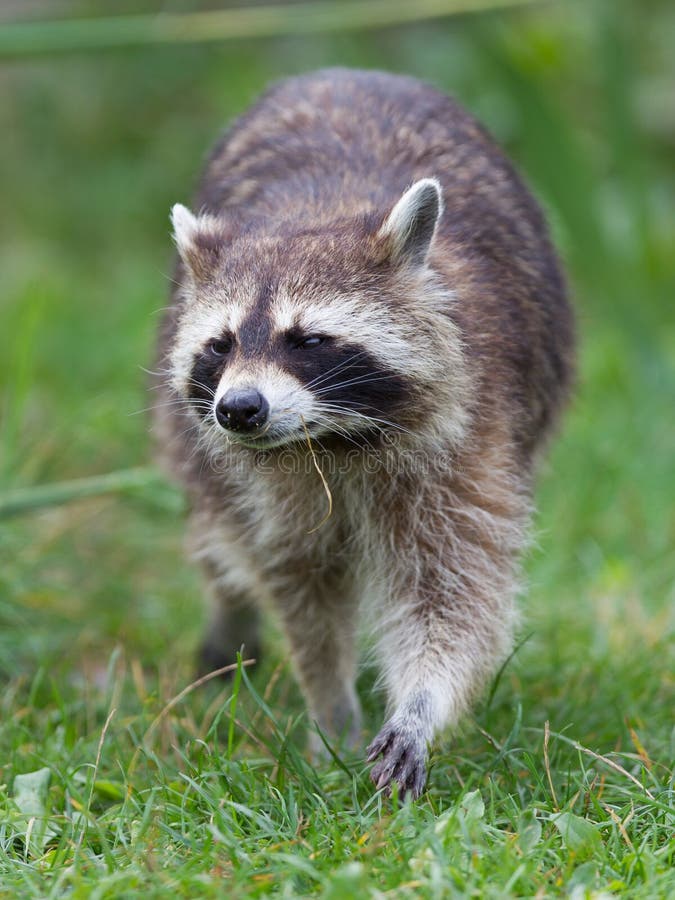 Een Volwassene Van Wasbeer in Sneeuw/lotor Procyon Stock Afbeelding ...