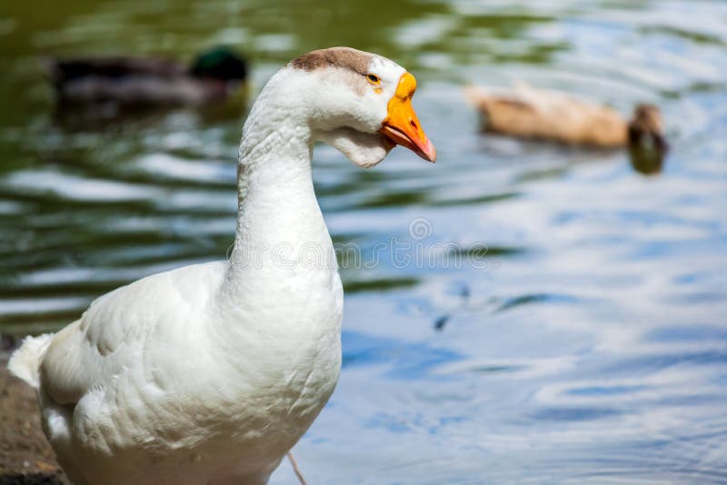 De Witte Gans Met Oranje Bek Op Groen Gras, Sluit Omhoog, Openlucht ...
