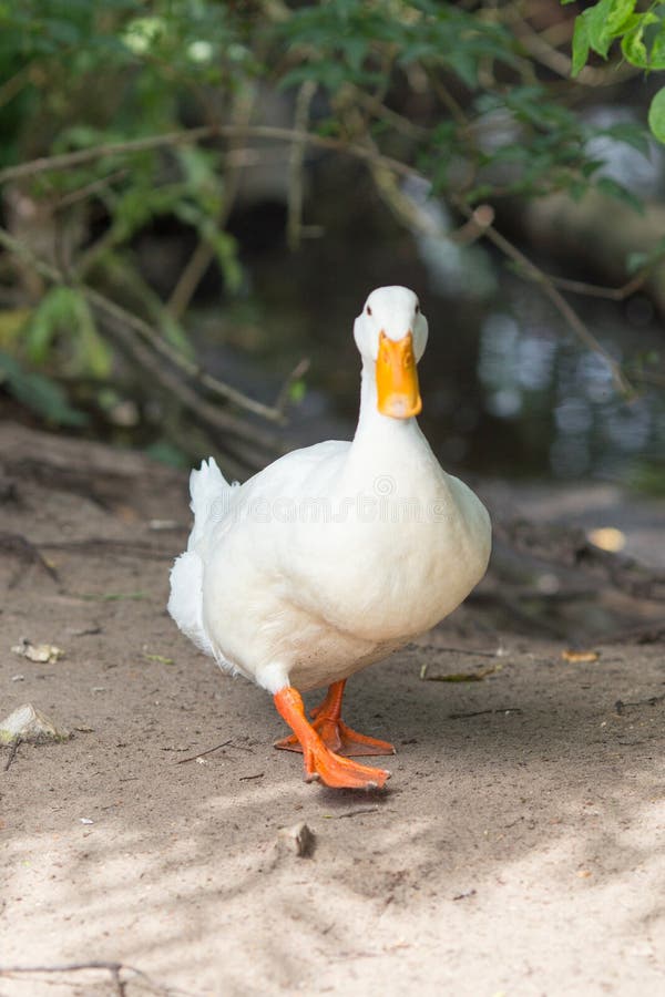Close-upportret Van Een Witte Gans Witte Gans Op De Wilde Dierentuin ...