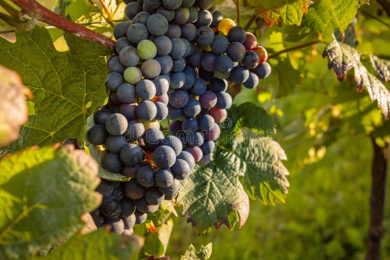 Close-ups of Grapes in a Vineyard Stock Image - Image of nature, branch ...