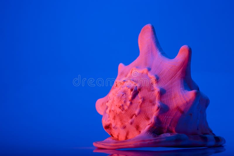 Close up of Seashell stock photo. Image of black, nature - 43349666