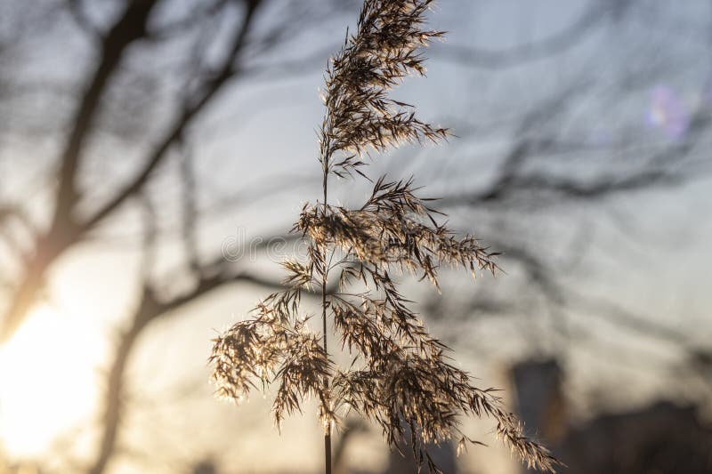 Close Ups Shot of the Dried Reed. Nature Stock Image - Image of ...