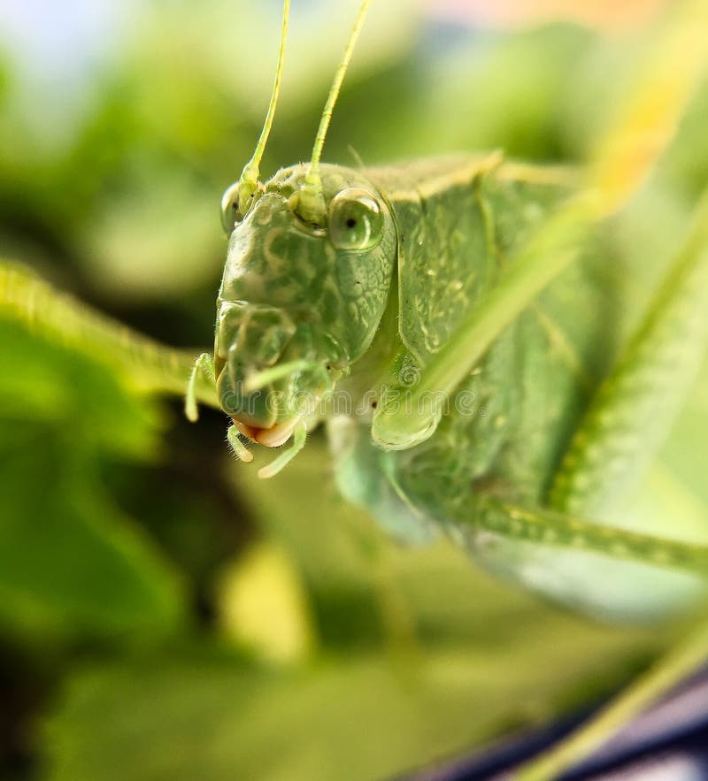 Katydid face portrait stock photo. Image of wing, wildflower - 7911398