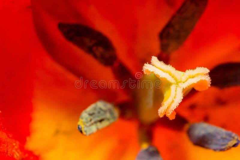 Close-uptulp Van Helmknoppen Met Stuifmeelkorrels Van Rode Tulp Stock ...