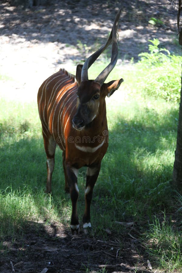 Bongo stock photo. Image of outdoor, mammal, african - 131227158
