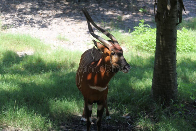 Bongo stock image. Image of nature, fauna, animal, outdoor - 131227207