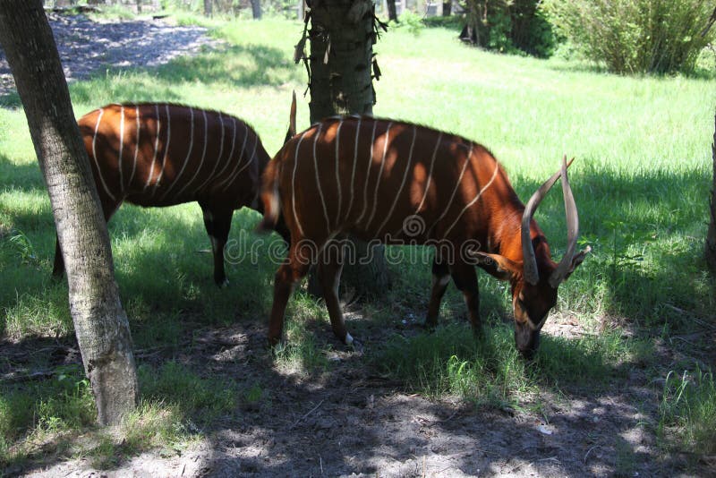 Bongo stock image. Image of head, warm, natural, creature - 131227303