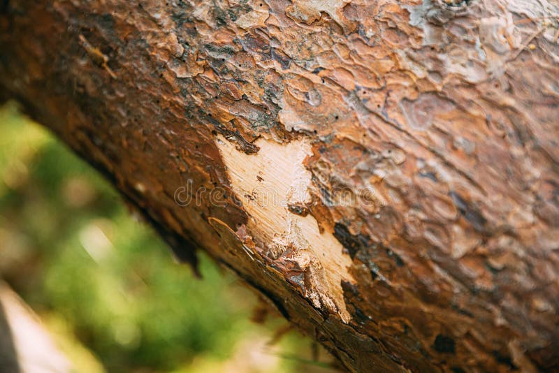 Close View of Bear Claw Marks on Fallen Pine Tree. Detail Stock Image ...