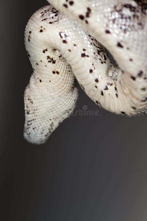 Boa constrictor skin stock photo. Image of predator, brown - 24103672