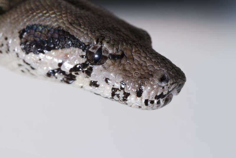 Boa constrictor skin stock photo. Image of predator, brown - 24103672