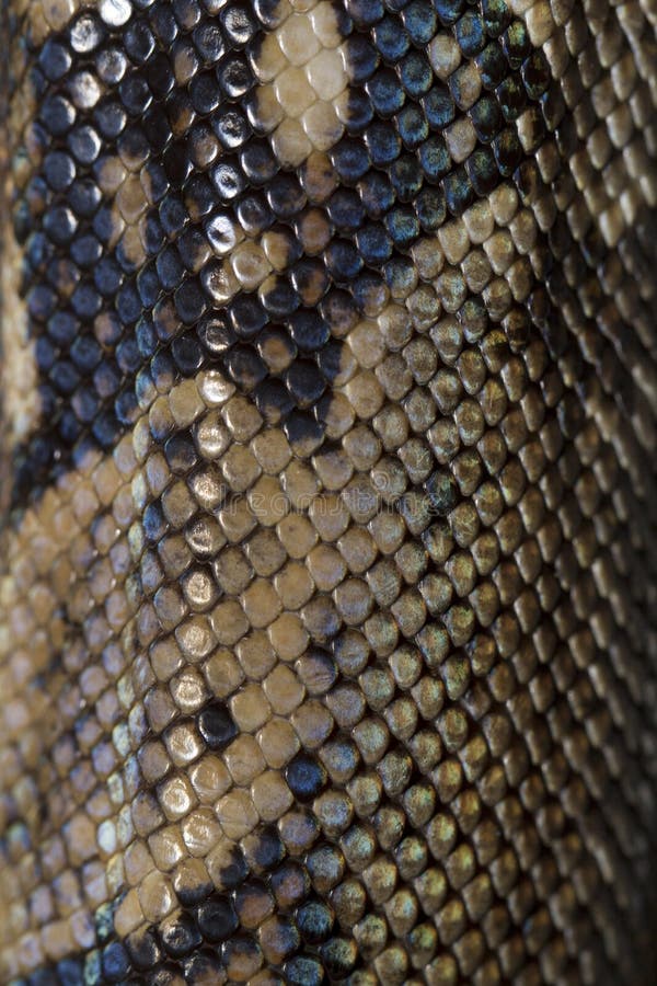 Boa constrictor skin stock photo. Image of predator, brown - 24103672