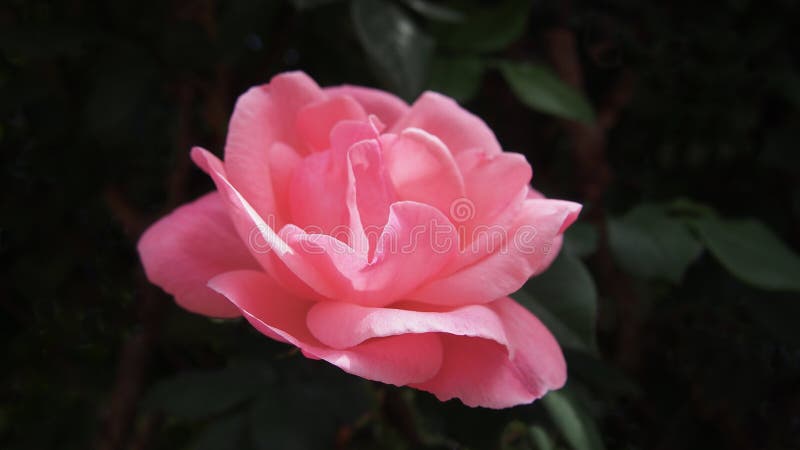 Close View Beautiful Spanish Rose Flower Stock Photos - Free & Royalty ...