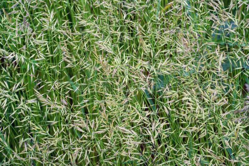Close View of Bent Grass in Summer Stock Photo - Image of nature, flora ...