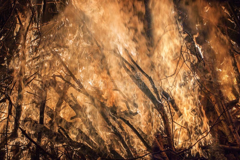 Close View of a Big Forest Fire Stock Photo - Image of natural, bush ...