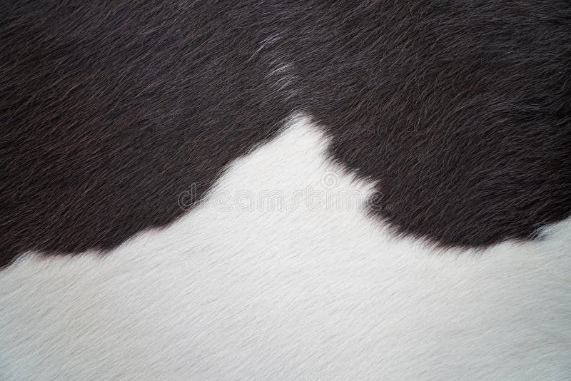 Close View of Black and White Cow Fur Texture Stock Photo - Image of ...