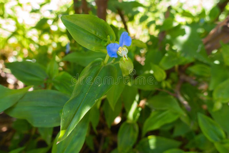 Close View of Blue Flower of Commelina Communis Stock Photo - Image of ...