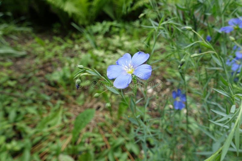 Close View of Blue Flower of Linum Usitatissimum Stock Photo - Image of ...