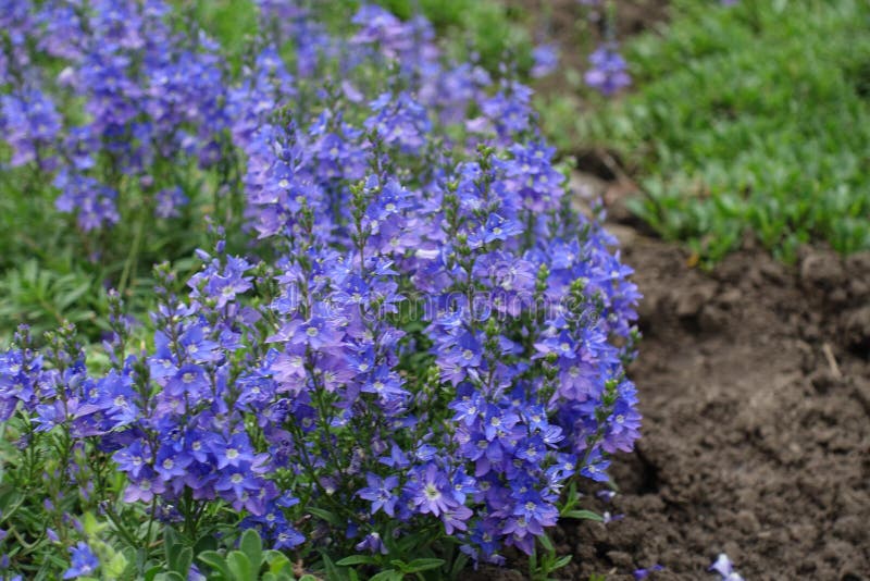 Prostrate Speedwell or Rock Speedwell - Veronica Prostrata Stock Photo ...