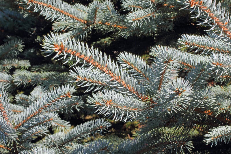 Close View Blue Spruce stock photo. Image of blue, staunch - 16149030