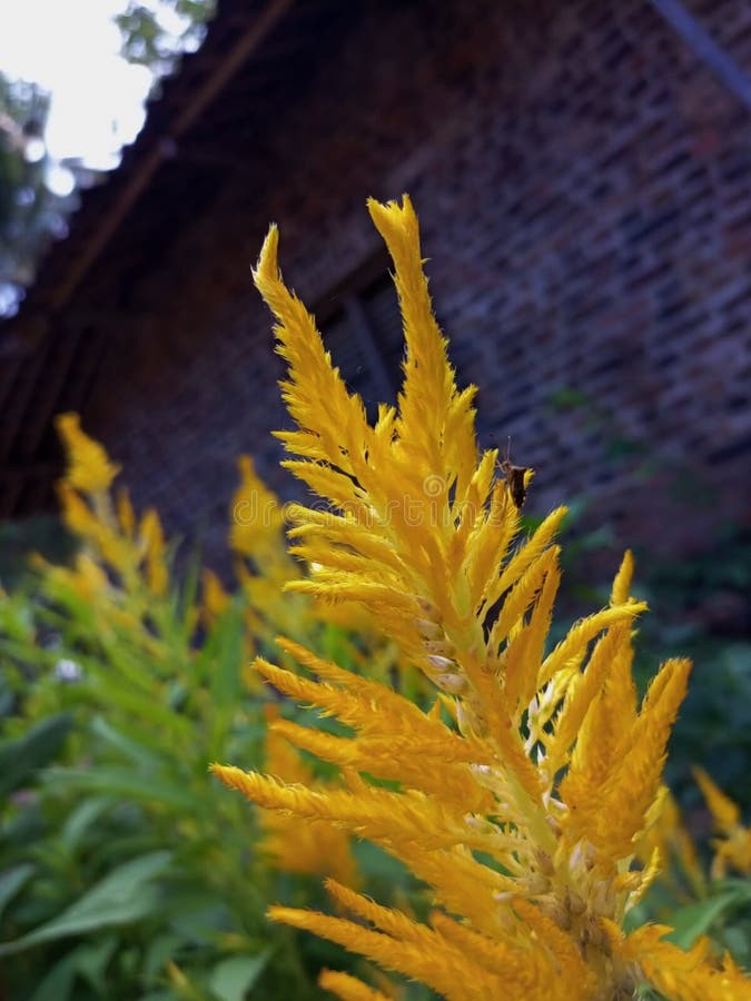 Close View of the Boroco Plant beside the House Stock Image - Image of ...