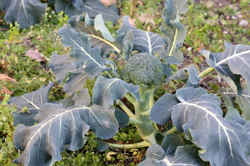 Close View of Broccoli Plant with Flowers Stock Image - Image of ...