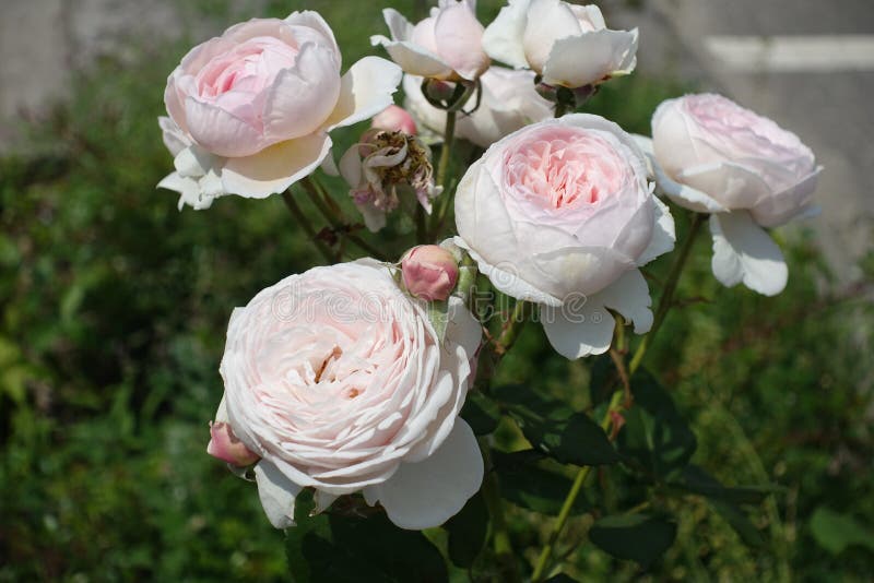 Close View of Bunch of Pink Flowers of Roses in May Stock Image - Image ...