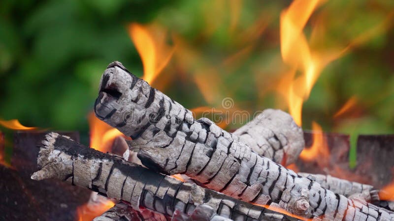 Close View of Green Guava Fruit Hanging on Tree Stock Video - Video of ...