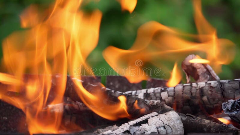 Close View of Green Guava Fruit Hanging on Tree Stock Video - Video of ...