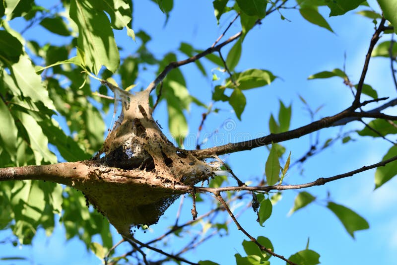 Close View of a Caterpillar Nest in an Apple Tree in the Summer Stock ...
