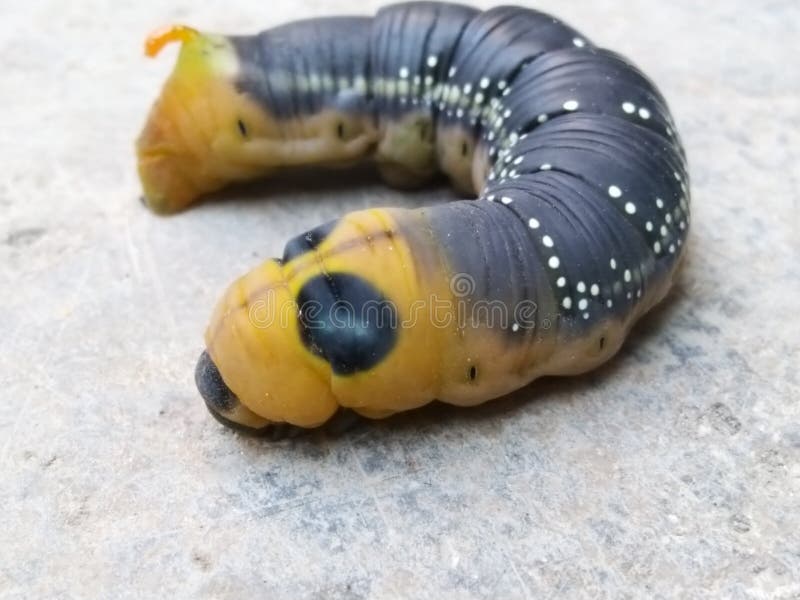 A Close View of Caterpillar Worm Stock Image - Image of mooving, insect ...