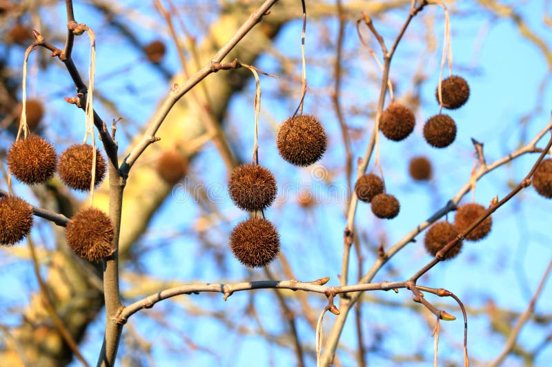 Chestnut Tree and Fruit stock photo. Image of nuts, outside - 135235166