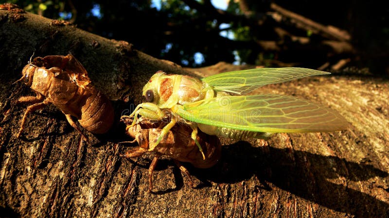 Birth of a cicada stock photo. Image of insect, france - 174606342