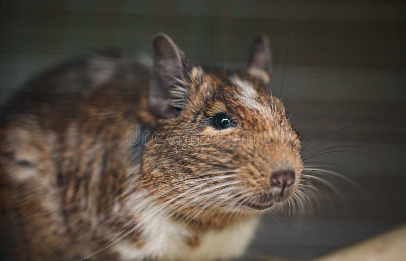 Close view of common Degu. stock photo. Image of octodon - 289052990